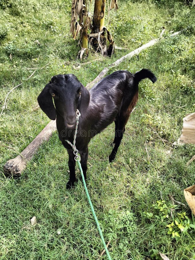 Black Goat ðŸ in Landing Village Stock Photo - Image of black, goat ...