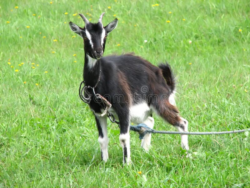 Black goat stock photo. Image of grassland, animal, bard - 2932096