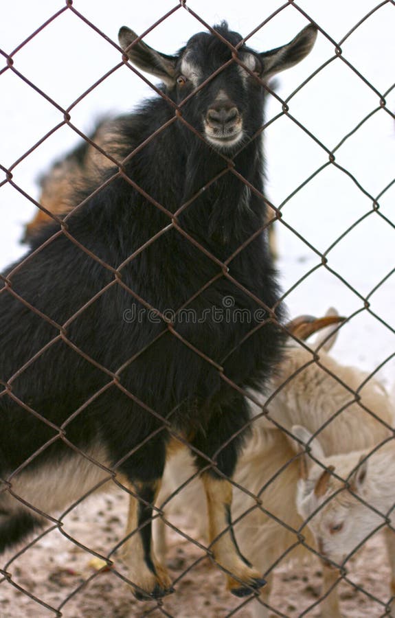 Black Goat in the Aviary. Goat Waiting Stock Photo - Image of happy ...
