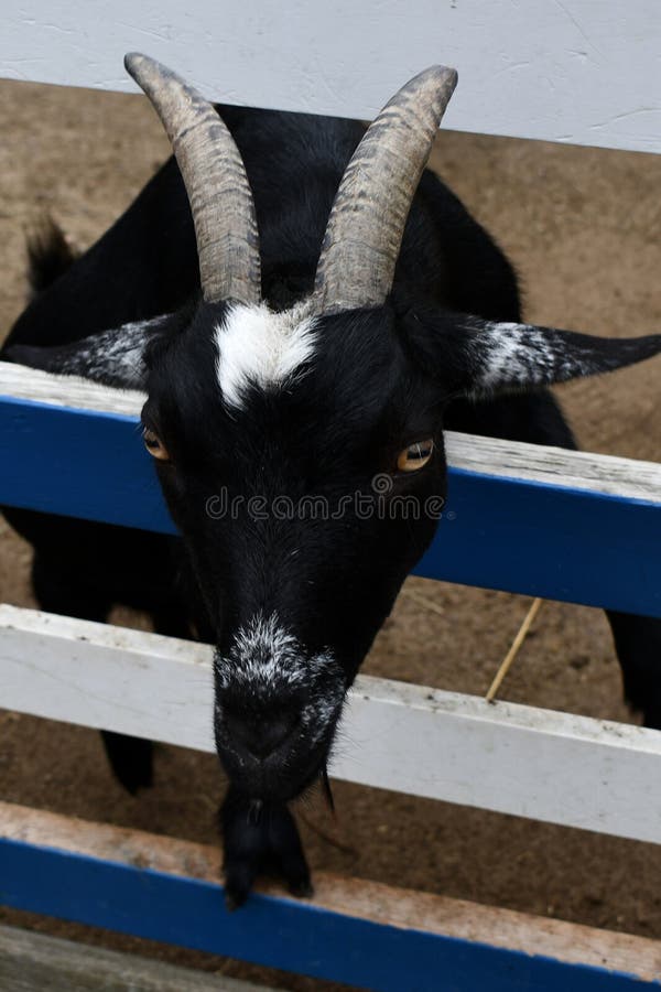 Black Goat Grazes on Young Spring Grass Stock Image - Image of goat ...