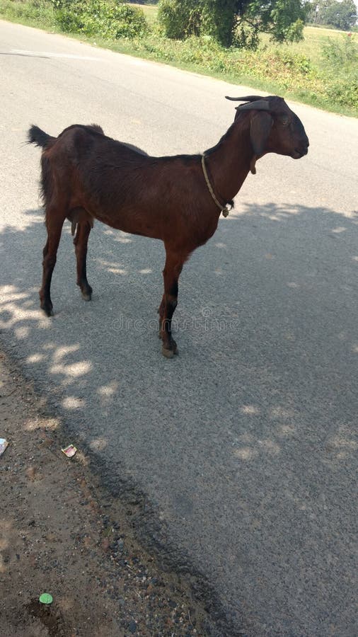 Calf and Goat stock image. Image of goat, white, pair - 5168955