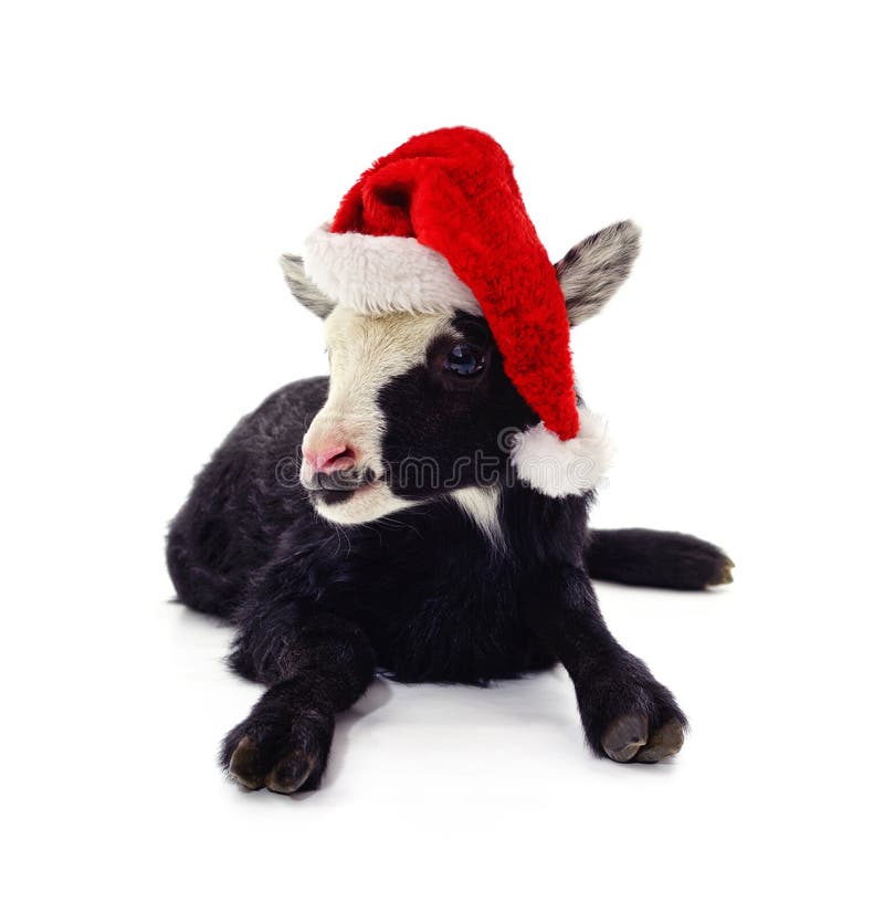 348 Cute Christmas Goat Stock Photos - Free & Royalty-Free Stock Photos ...