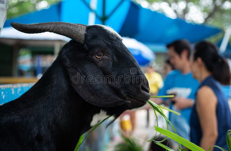 Black Goat Eating Grass in the Yard Stock Photo - Image of nature ...