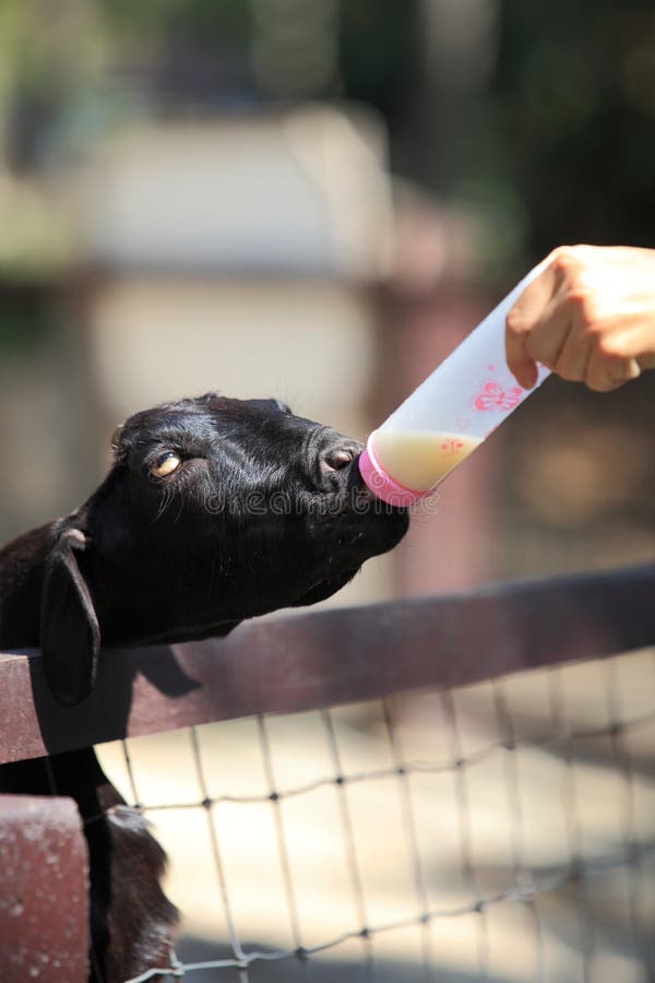 Black goat stock photo. Image of mammal, face, happy - 42562008