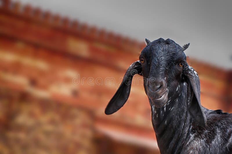 238 Goat Fort Stock Photos - Free & Royalty-Free Stock Photos from ...