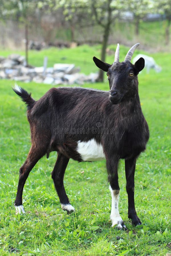 Black goat in the grass stock image. Image of goat, rural - 70198743