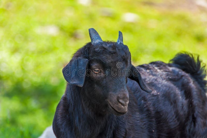 Black goat stock image. Image of farmland, isolated, grass - 54309553