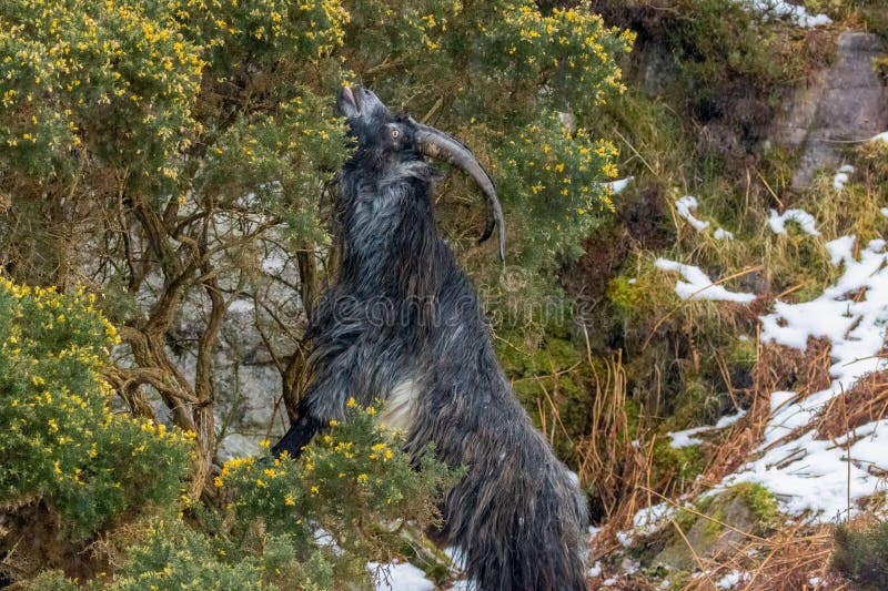 Black Goat Grazing in a Snowy Field Stock Image - Image of grass ...
