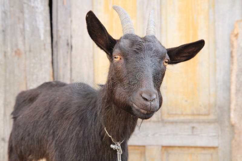 Cow with a goat head stock image. Image of cattle, healthy - 218848281