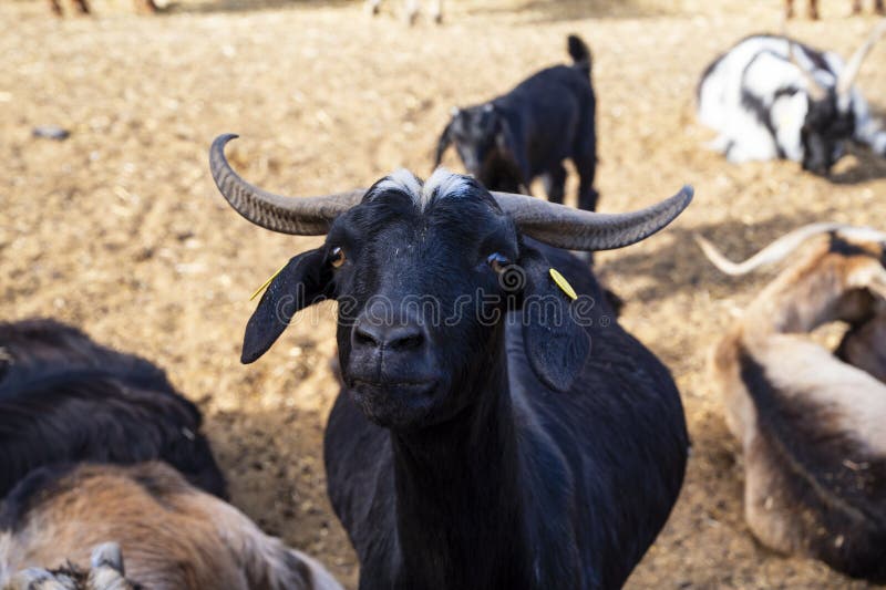 A Black Goat with Horns Stands in Front of a Group of Other Goats ...
