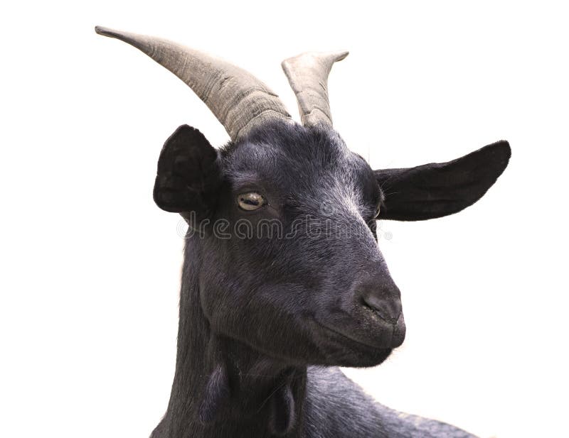 Black Goat Standing on a Snowy Hillside Next To Trees and Bushes Stock ...