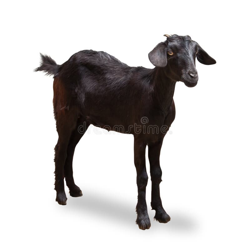 Black Male Goat