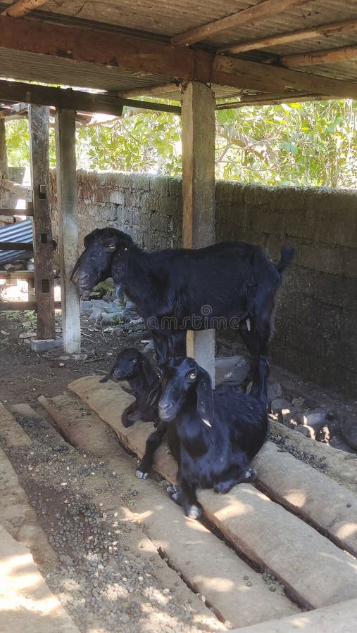Black goat lay on the cage stock photo. Image of goat - 263639046