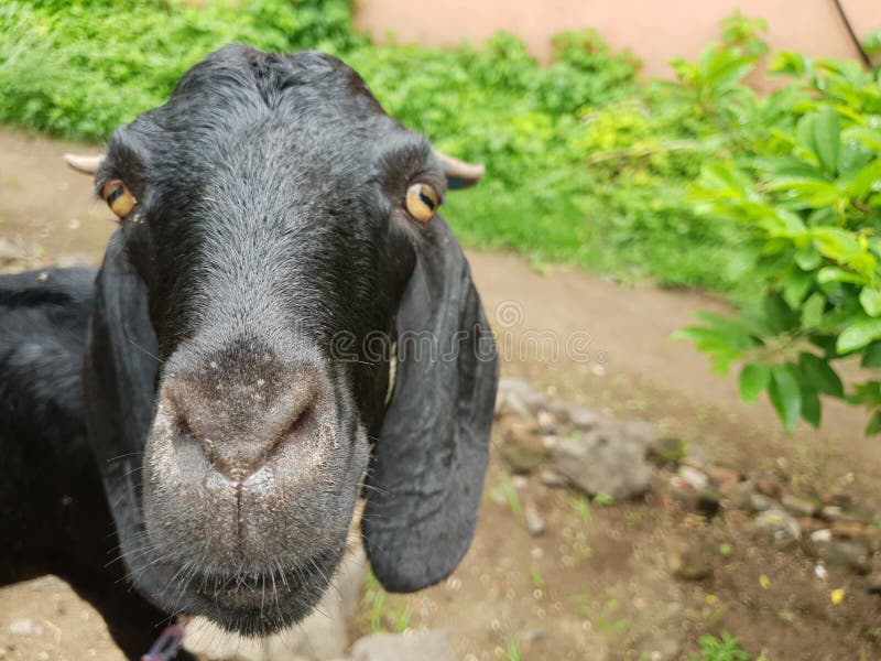 Black Goat Looking in the Camera Stock Image - Image of bovine, goat ...