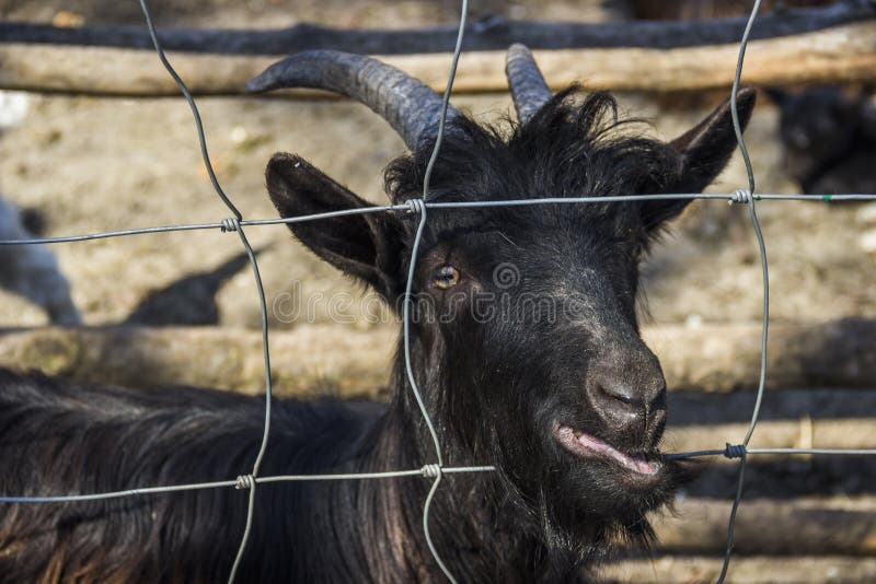 Peruvian Goat Stock Photos - Free & Royalty-Free Stock Photos from ...
