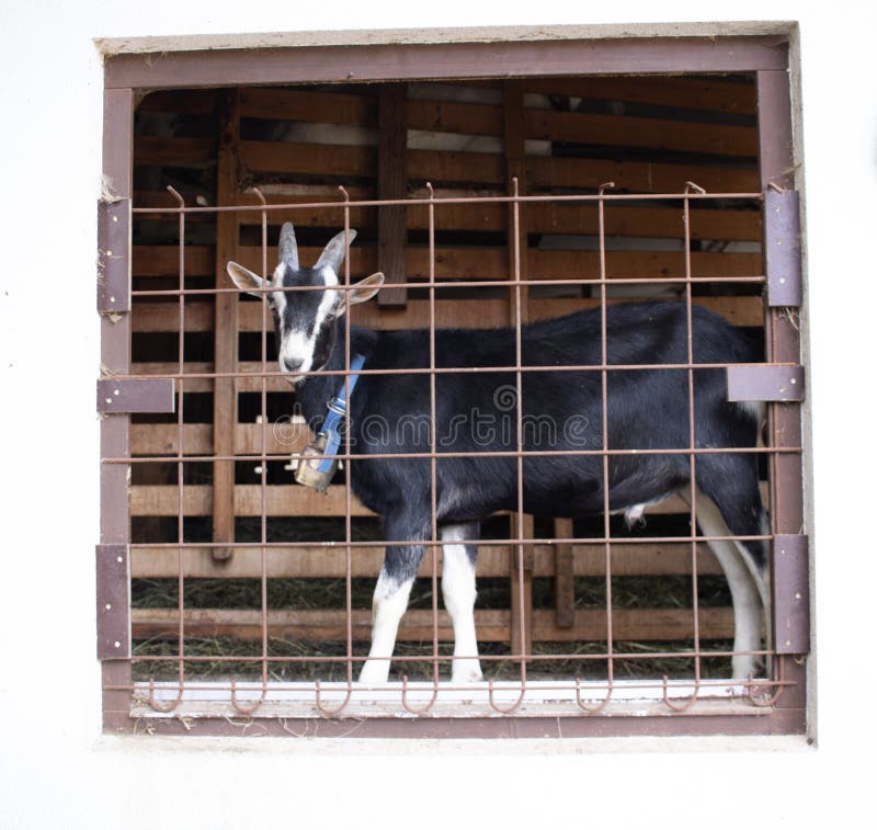 Black Goat Looking Out of the Barred Stable Window Stock Photo - Image ...