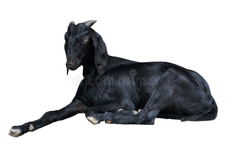 Black Goat Isolated on White with Clipping Path Stock Photo - Image of ...