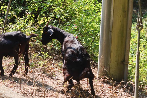 Black Goat Pooping on the Ground with Grass Stock Photo - Image of farm ...