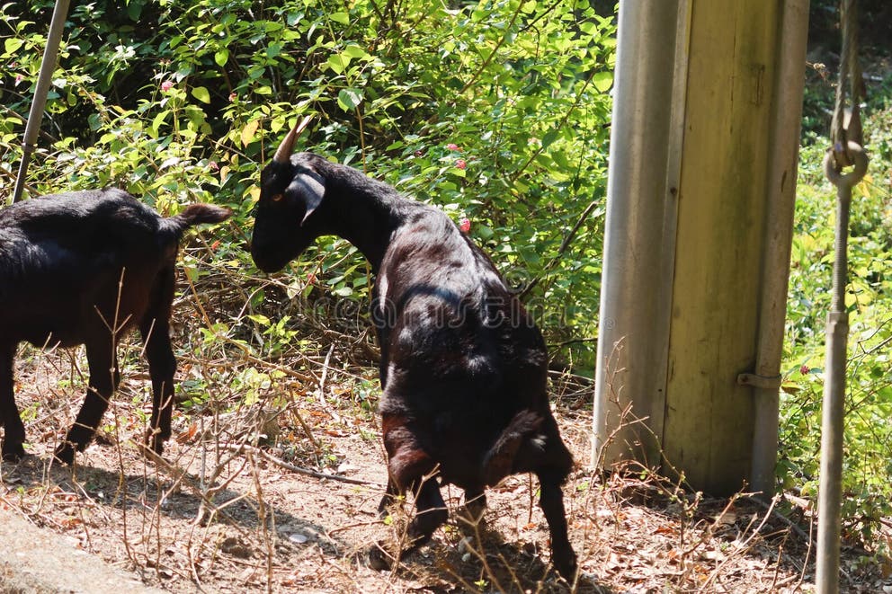 Black Goat Pooping on the Ground with Grass Stock Photo - Image of farm ...