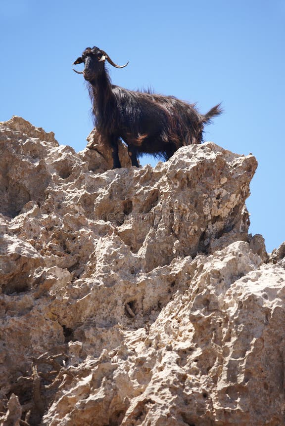 Black Goat in a Rock. Crete Stock Image - Image of national, greece ...