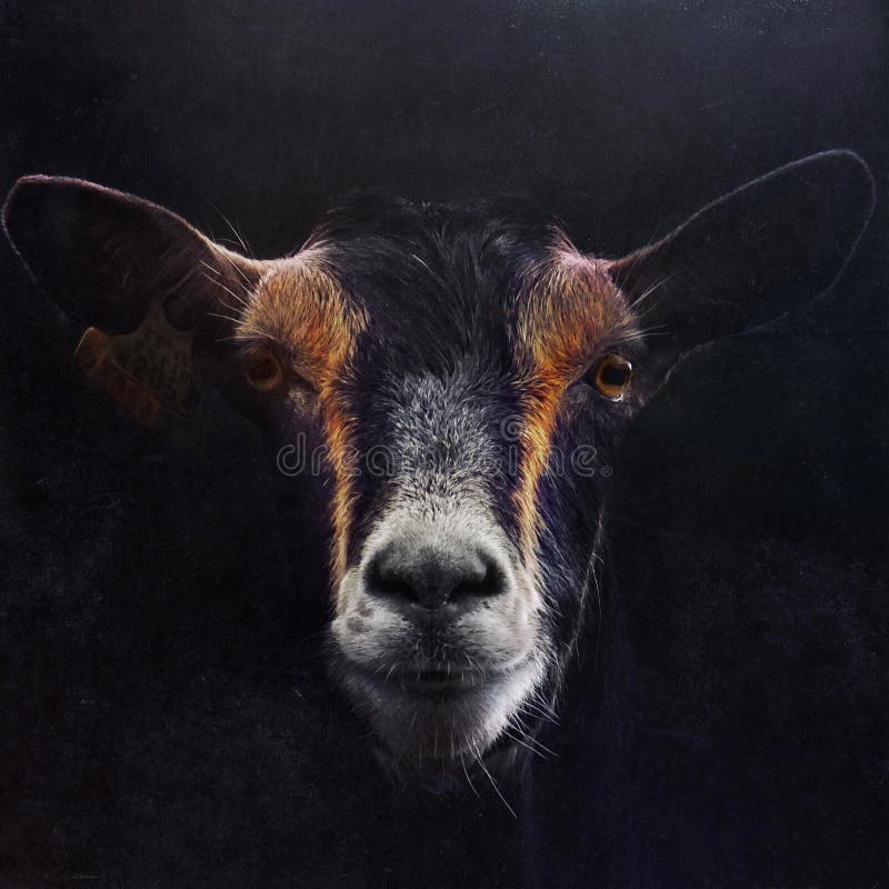 The Black Goat in the Shadows Stock Photo - Image of hair, portrait ...