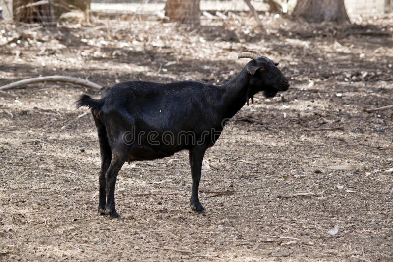 Goat side view stock image. Image of horns, animal, farm - 111899955
