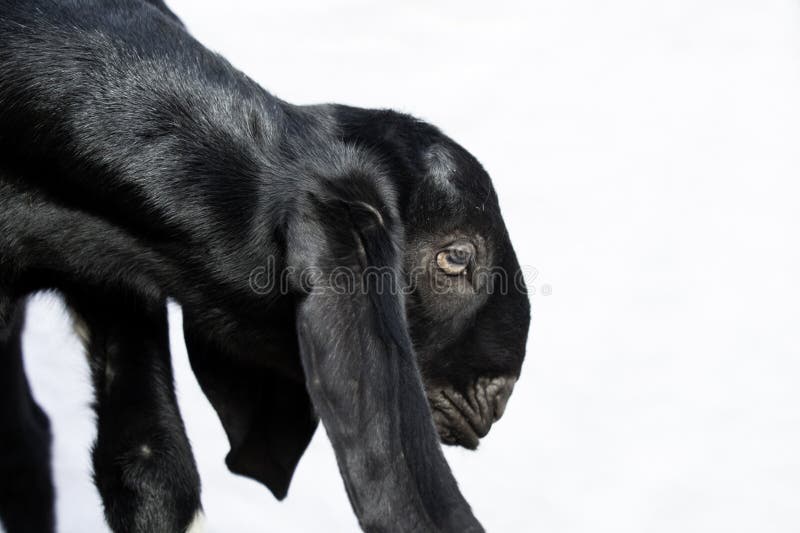 Black Goat Side View, Negative Space Stock Image - Image of negative ...