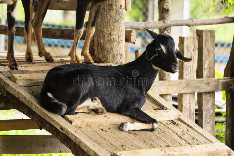 Black goat sit stock photo. Image of green, domestic - 132704342