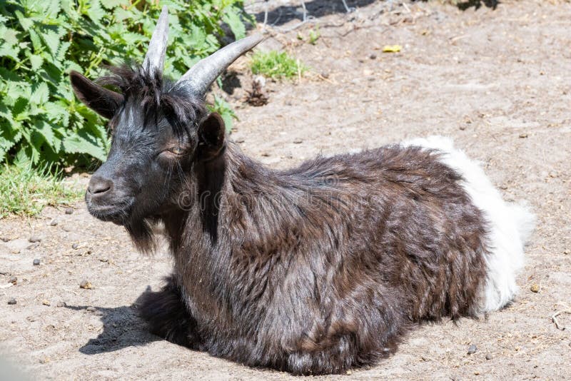 Black Goat Sitting in the Farm Stock Image - Image of rural, closeup ...