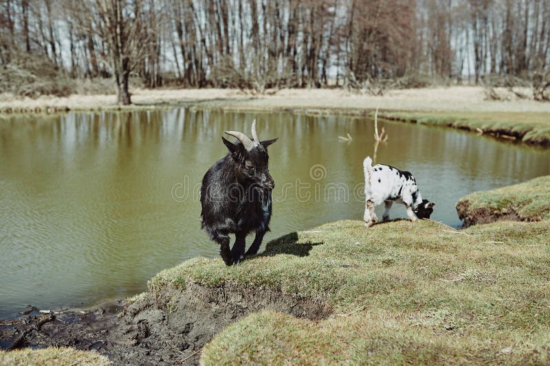 A Black Goat with a Small White Goat Drinks Water from a Small Lake ...