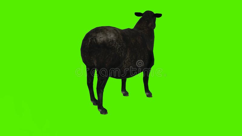 Black Goat in Standing Mode Shaking the Head from the Angle of the Back ...