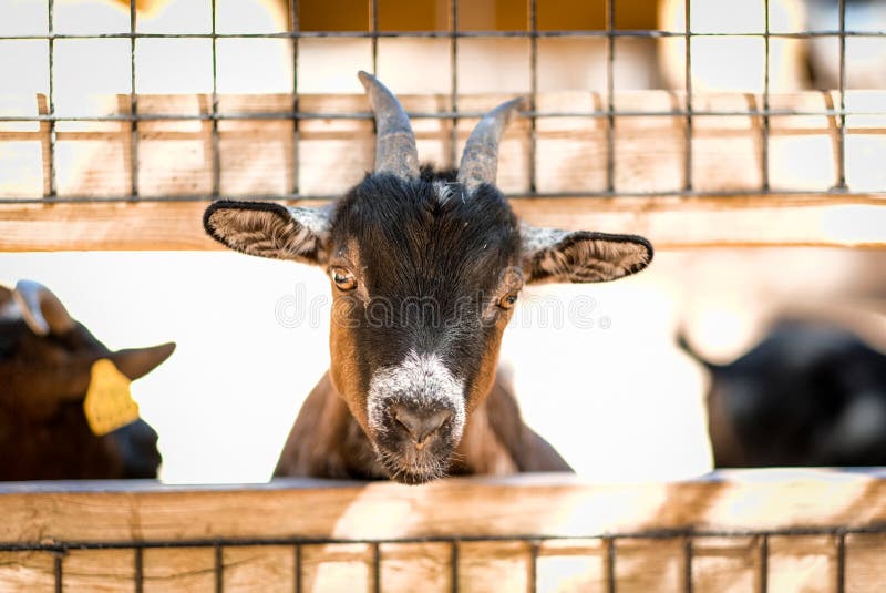 A Black Goat Staring at the Camera at the Portugal Zoo Stock Image ...