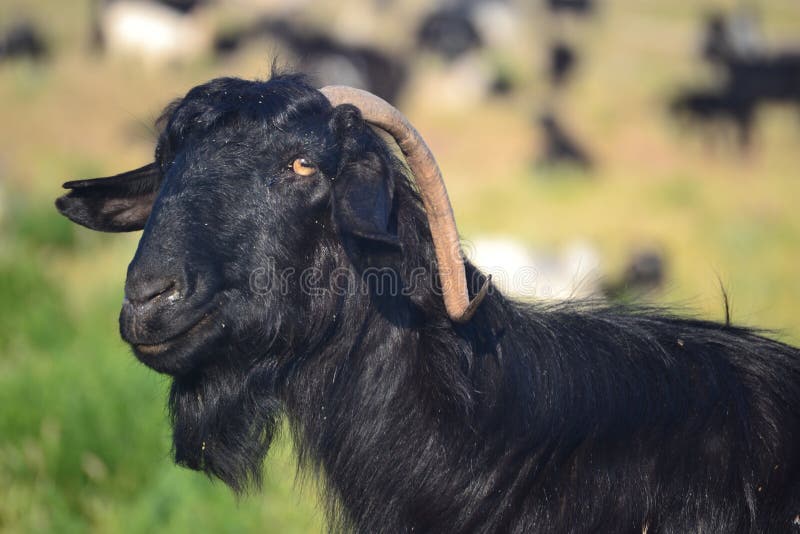 Black Goat, Turkey Mountains Stock Image - Image of bolu, keasect: 66910751