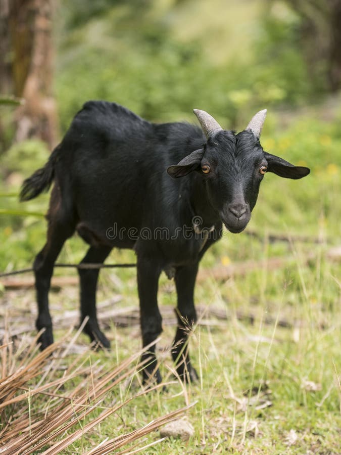 A Black Goat Wary of an Approaching Human. an Apprehensive Stare Stock ...