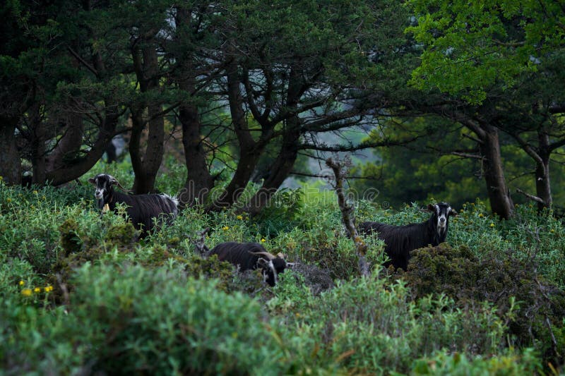 Black Goats of the Island of Crete Stock Photo - Image of livestock ...