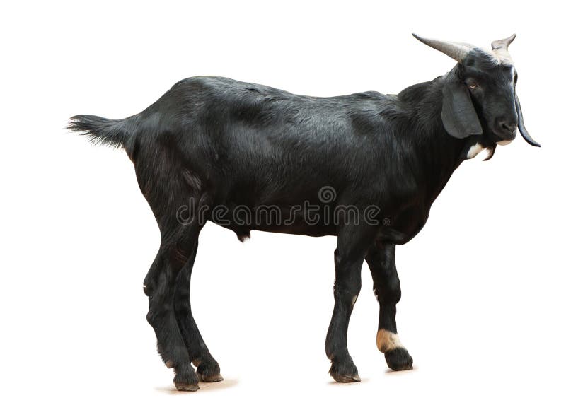 612 Goats Stand Stock Photos - Free & Royalty-Free Stock Photos from ...