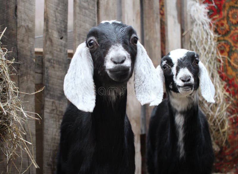 Black Goats with White Ears Animal in a Pen on a Farm Stock Image ...