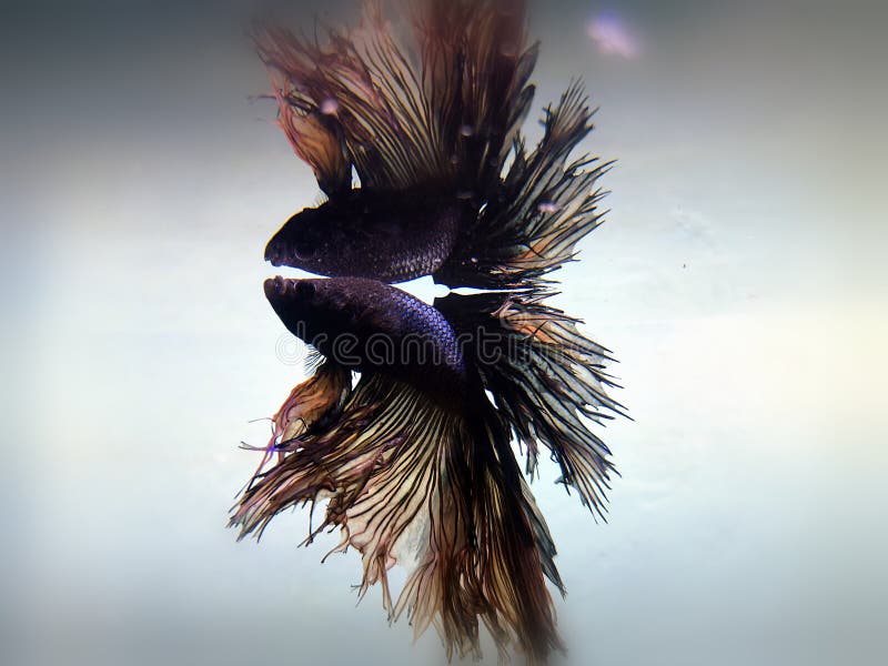Black gold beta fish stock image. Image of beta, water - 257289503