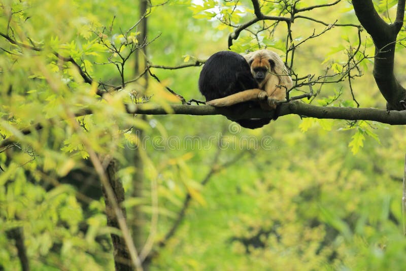 Gold Howler Mother Monkey Carrying Its Infant on Her Back, Primate with ...