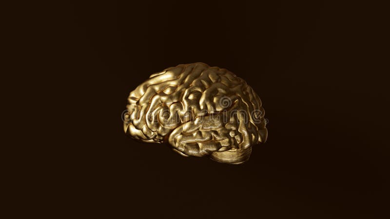 Black and Gold Human Brain Anatomical Model Stock Illustration ... Black and Gold Human Brain Anatomical Model Stock Illustration ...