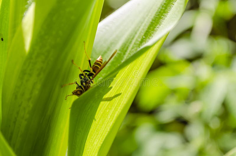 Wasp Side View stock photo. Image of orange, plant, wasp - 7865498
