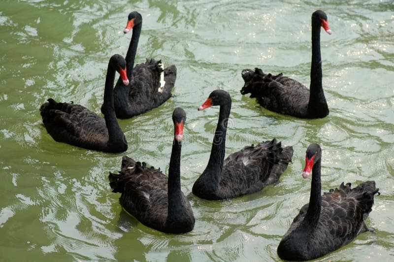 Black goose stock image. Image of goose, clean, geese - 12513983