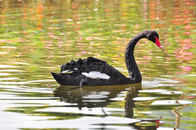 Black goose stock image. Image of wild, elegant, outdoor - 30531595