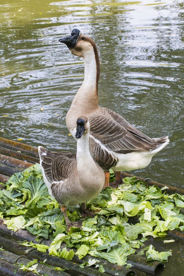 Black goose on the farm stock photo. Image of keel, animal - 93490636