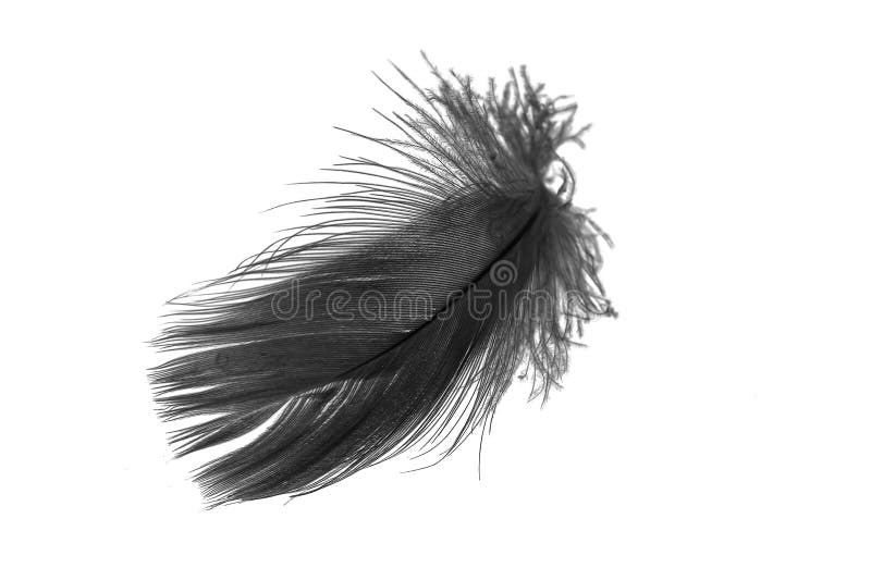 Black Goose Feather on a White Isolated Background Stock Photo - Image ...