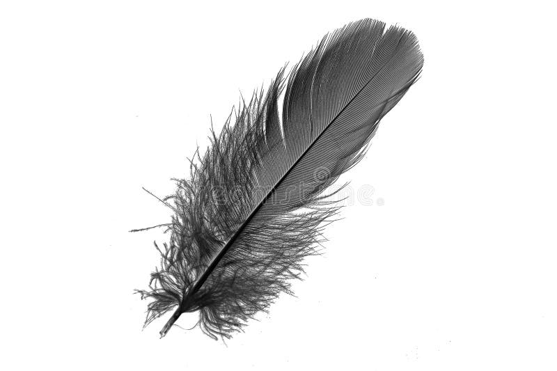 Black Goose Feather on a White Isolated Background Stock Image - Image ...