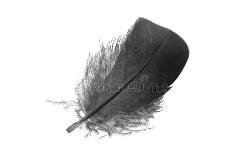 Black Goose Feather on a White Isolated Background Stock Photo - Image ...