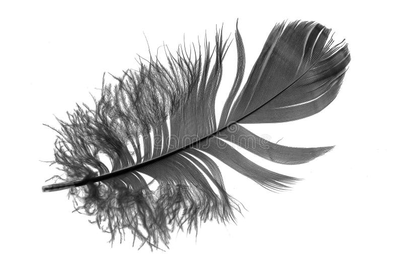 Black Goose Feather on a White Isolated Background Stock Photo - Image ...