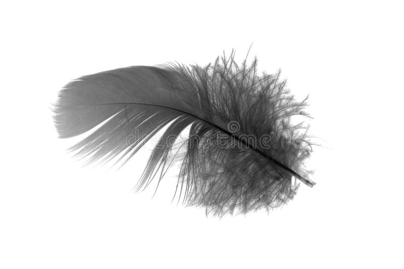 Black Goose Feather on a White Isolated Background Stock Image - Image ...