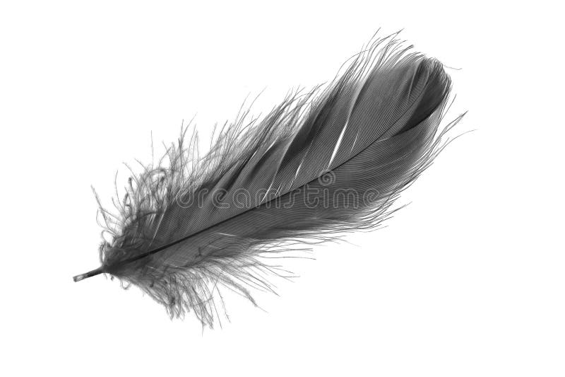 A Red Goose Feather on a Black Isolated Background Stock Image - Image ...